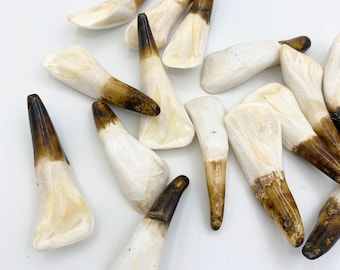 Water Buffalo Teeth | Etsy