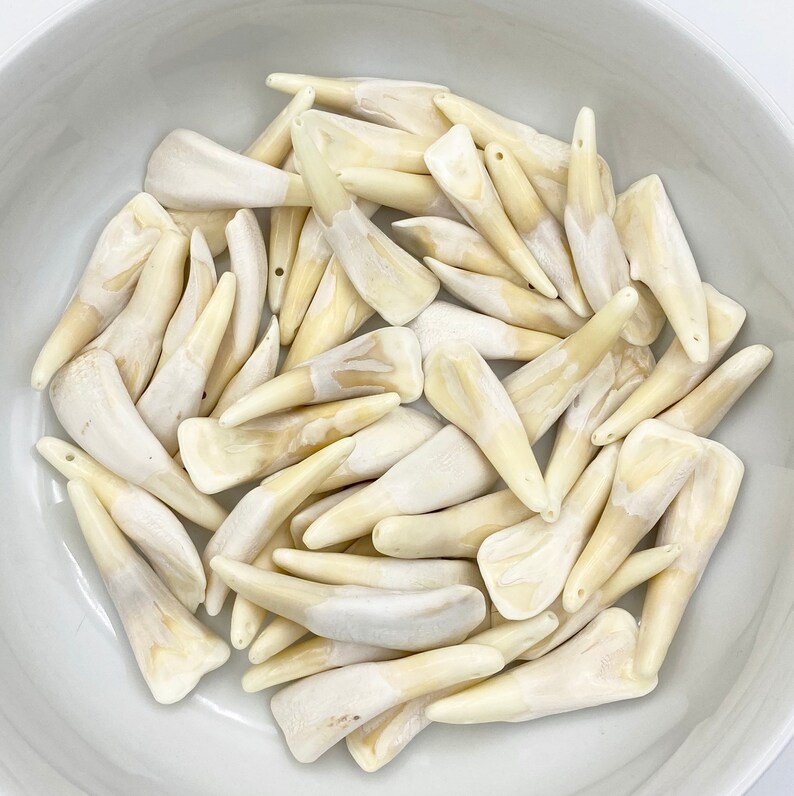 5pc+ Water Buffalo Teeth, Bone Tooth, Bone Beads, Tooth Pendant, Tribal ...