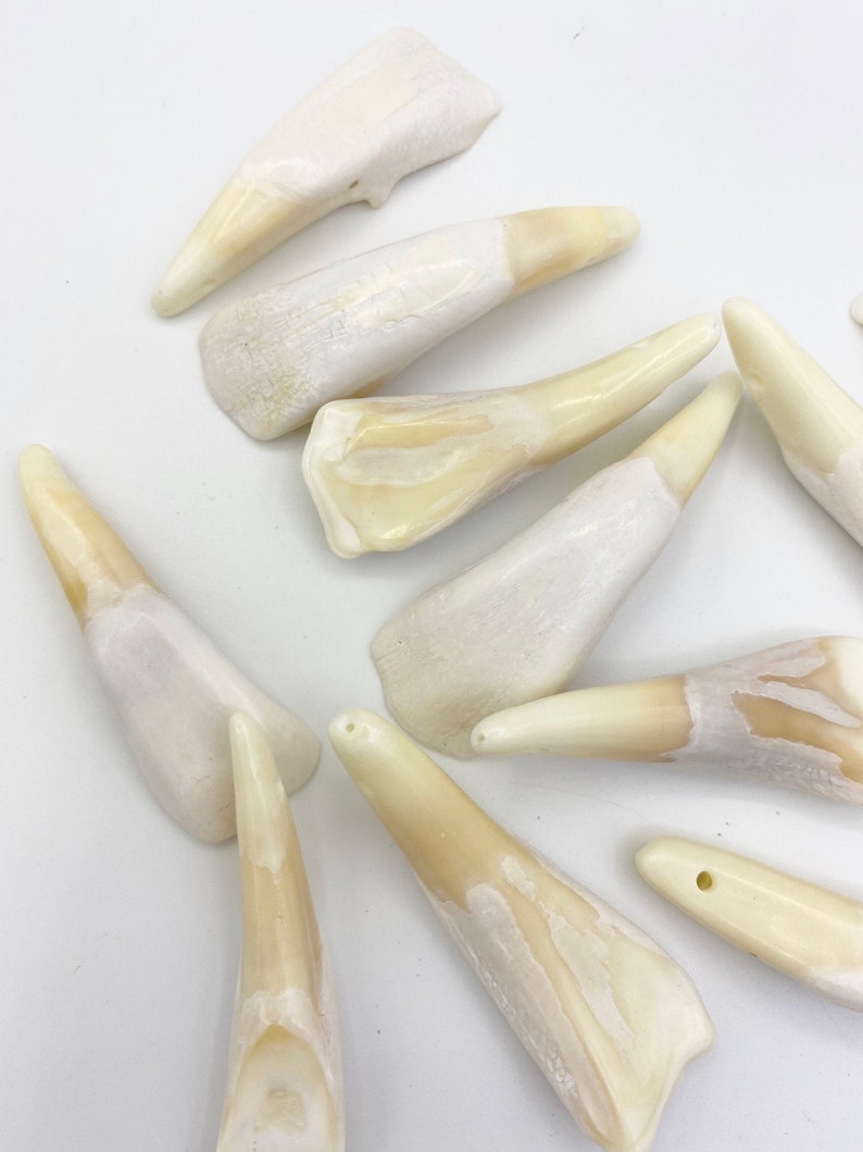 5pc Water Buffalo Teeth Bone Tooth Bone Beads Tooth - Etsy