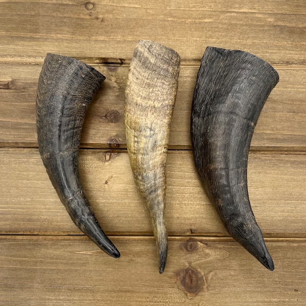 Carved Animal Horns - Etsy