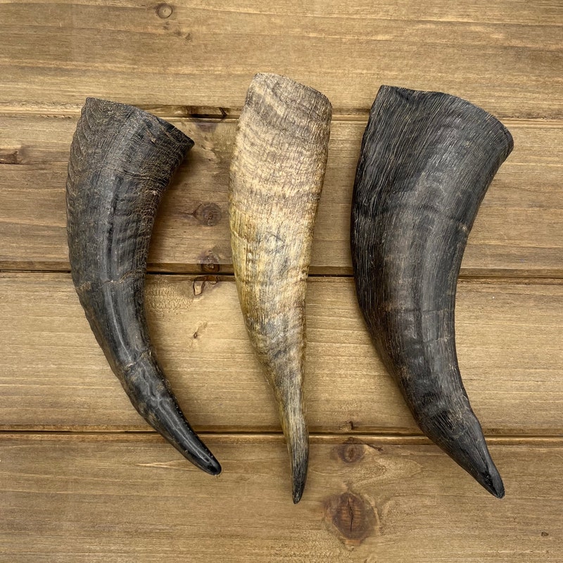 Carved Animal Horns - Etsy
