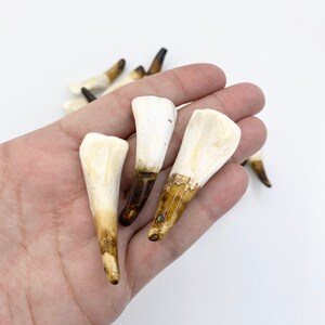 5pc Water Buffalo Teeth, Bone Tooth, Bone Beads, Tooth Pendant, Tribal ...