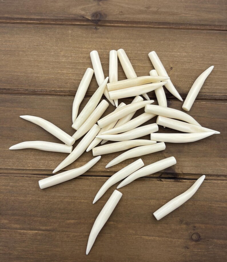 Set of 1.75" Natural Bone Tusks NO HOLES, Carved Bone Spikes, Buffalo ...