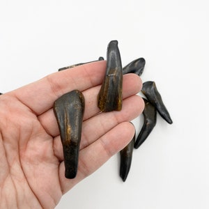 5pc+ Water Buffalo Teeth, Bone Tooth, Bone Beads, Tooth Pendant, Tribal ...