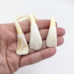5pc Water Buffalo Teeth Bone Tooth Bone Beads Tooth - Etsy