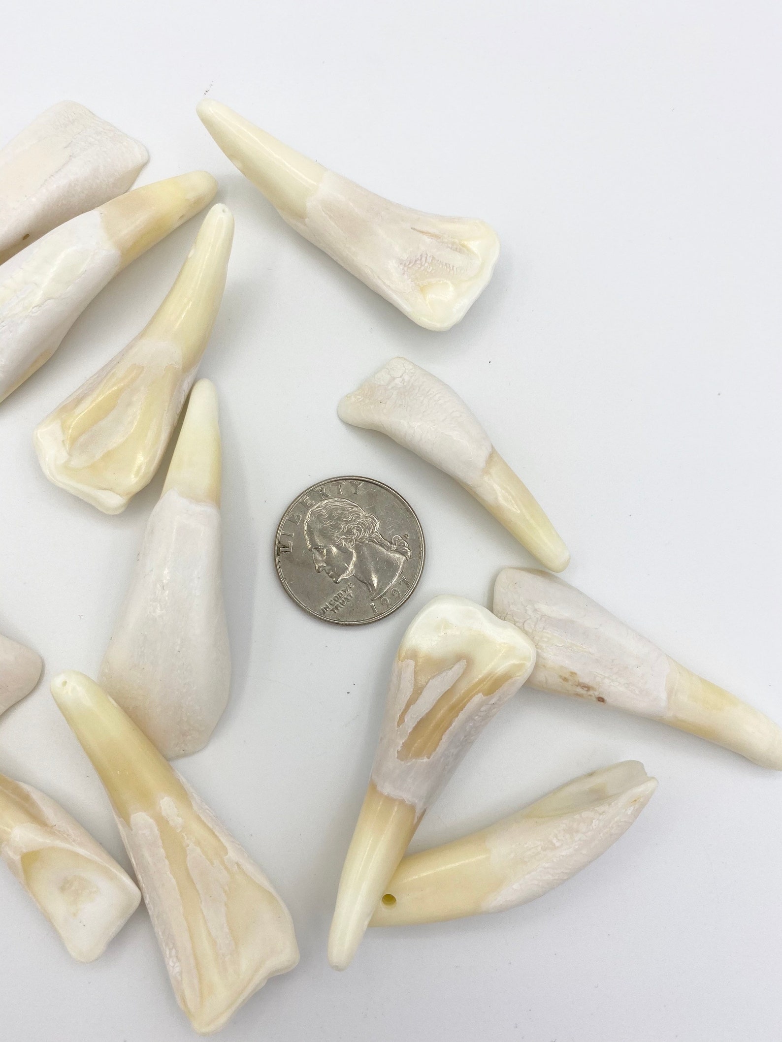 5pc Water Buffalo Teeth Bone Tooth Bone Beads Tooth - Etsy