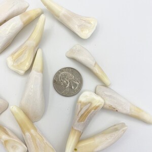 5pc Water Buffalo Teeth Bone Tooth Bone Beads Tooth - Etsy