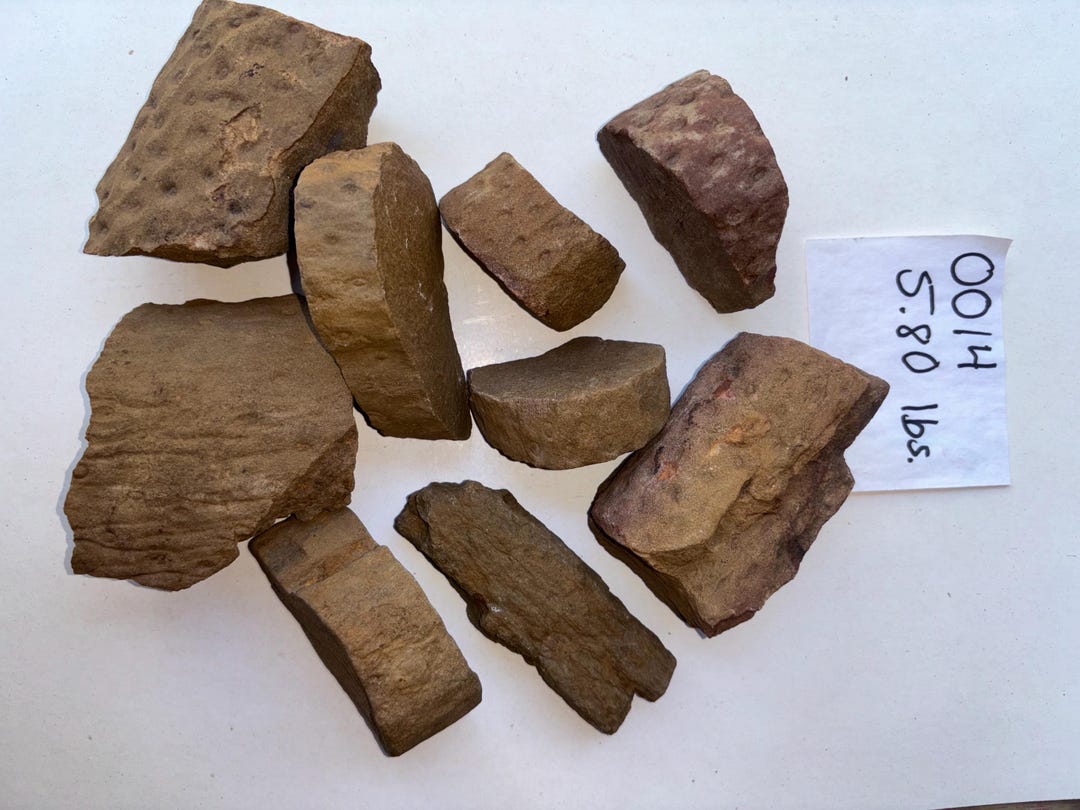 Lycopod Stigmaria Fossil - Etsy