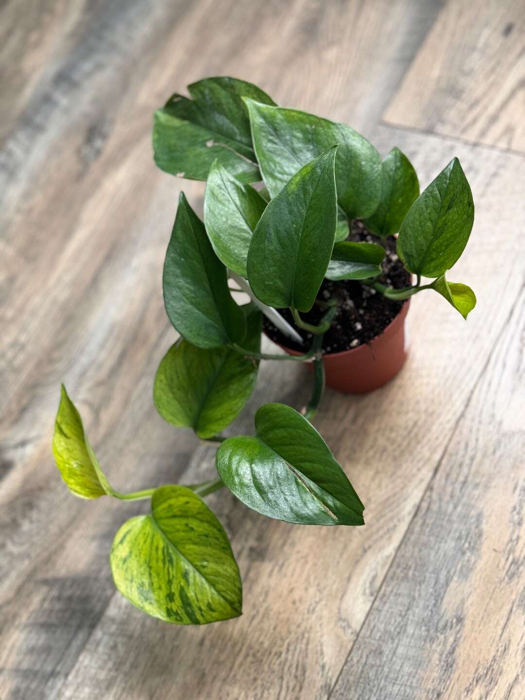 Jessenia Pothos, Variegated Pothos, Easy Care Pothos, Epipremnum Aureum ...