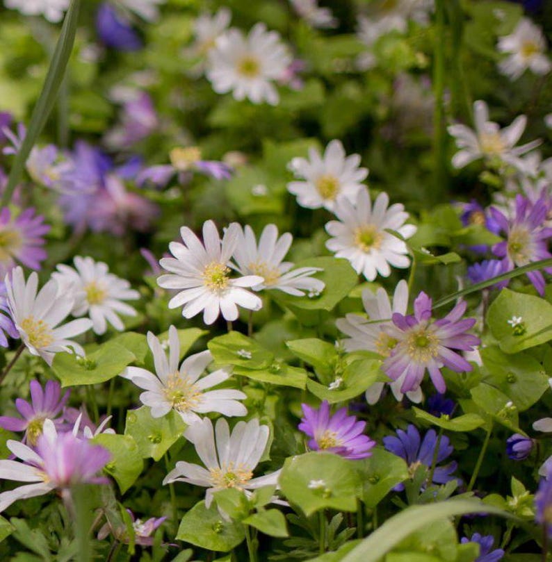 Colorful Anemone Blanda Mix - Blue, White, Pink Flowers - 15 or 30 ...