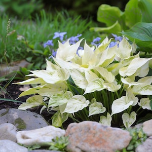 BESTSELLER - 3 White Feather Hosta Bare Roots Plants - Hardy and Shade ...