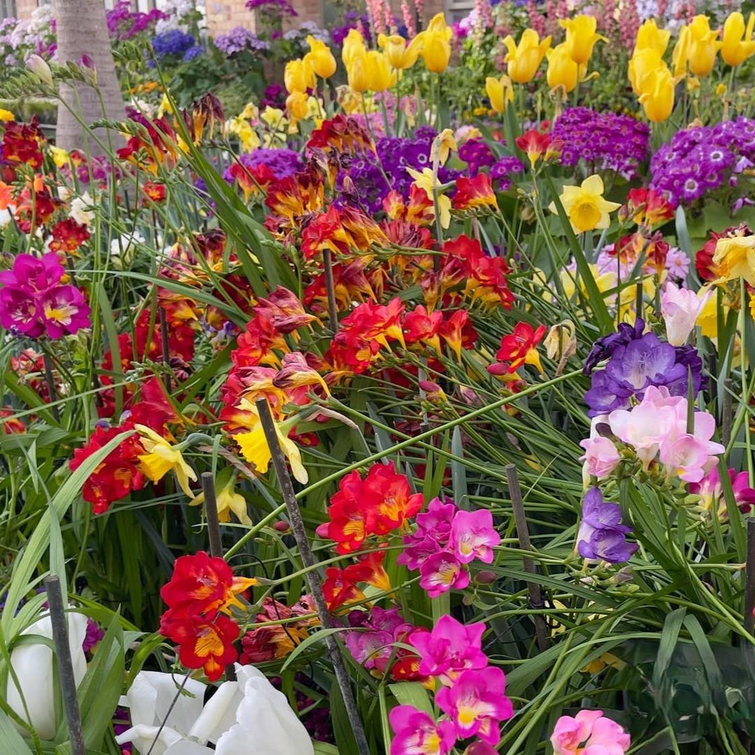 Colorful Mixed Freesia- 30 or 60 Bulbs-vibrant, Fragrant Perennial ...
