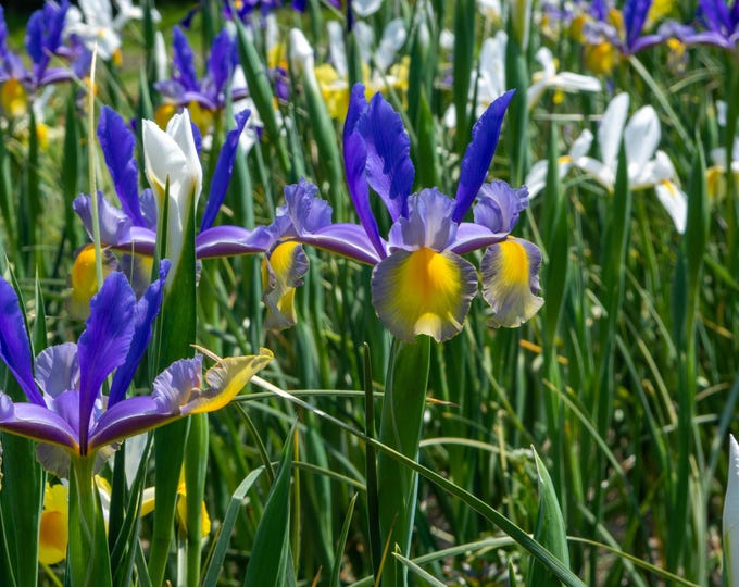 Iris NOID Pink - TB Freshly Dug Iris Rhizome With Fan of Leaves, Pre ...