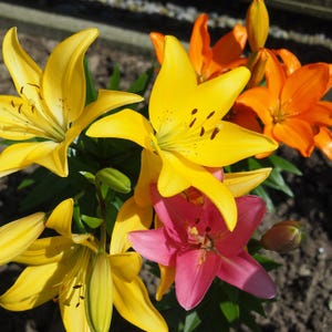 Oohs & Aahs Colorful Mixed Lily Flowers 10 Bulbs-easy to Grow Colorful ...