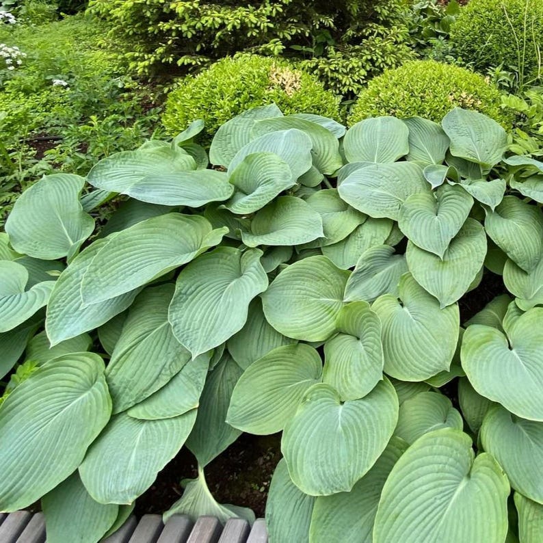 3, 6, 12 Giant Hosta Bare Roots Perennial Mix– Unique Blue-green ...