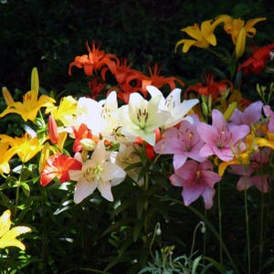 Oohs & Aahs Colorful Mixed Lily Flowers 10 Bulbs-easy to Grow Colorful ...