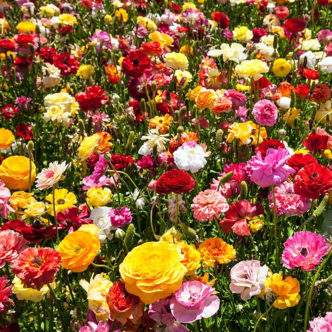 Double Bloom Buttercup Mixed Flowers - 15, 30, 60 Bulbs - Bright Red ...