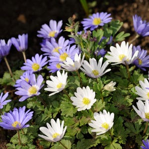 Colorful Anemone Blanda Mix- Blue, White, Pink Flowers- 15, 30 or 75 ...