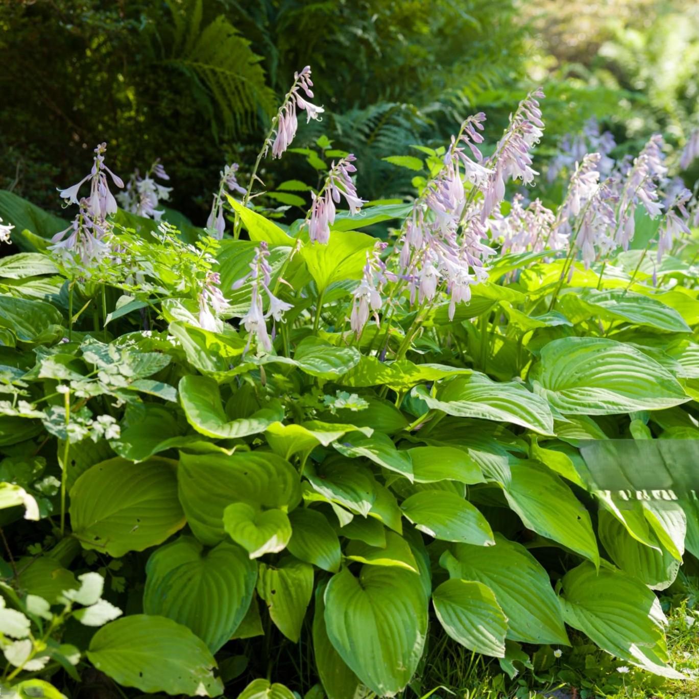 3, 6, 12 Giant Hosta Bare Roots Perennial Mix– Unique Blue-green ...