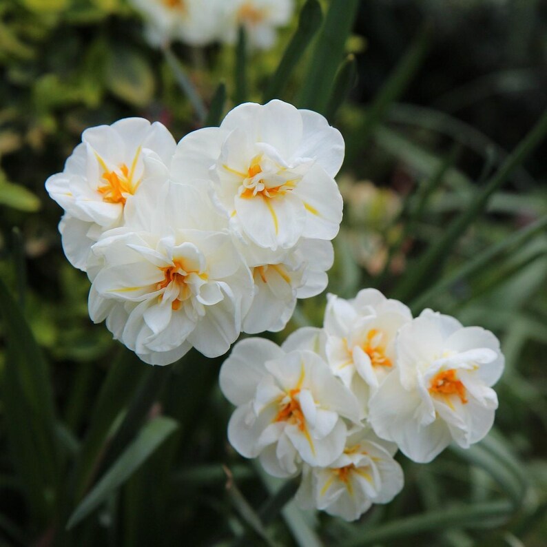 PRE-ORDER: Fragrant White Lion Double Daffodil Flowers-5, 10, or 20 ...