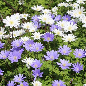 Colorful Anemone Blanda Mix- Blue, White, Pink Flowers- 15, 30 or 75 ...