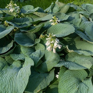 3, 6, 12 Giant Hosta Bare Roots Perennial Mix– Unique Blue-green ...