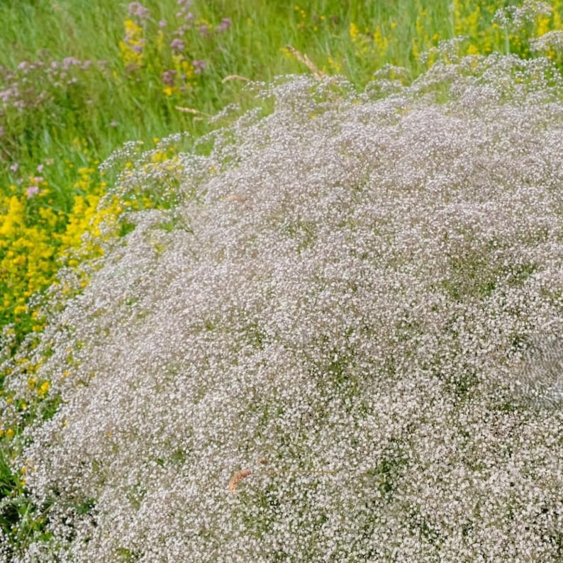 Snowy White Baby’s Breath Gypsophila Flower- 6, 12, or 24 Bulbs-perfect ...