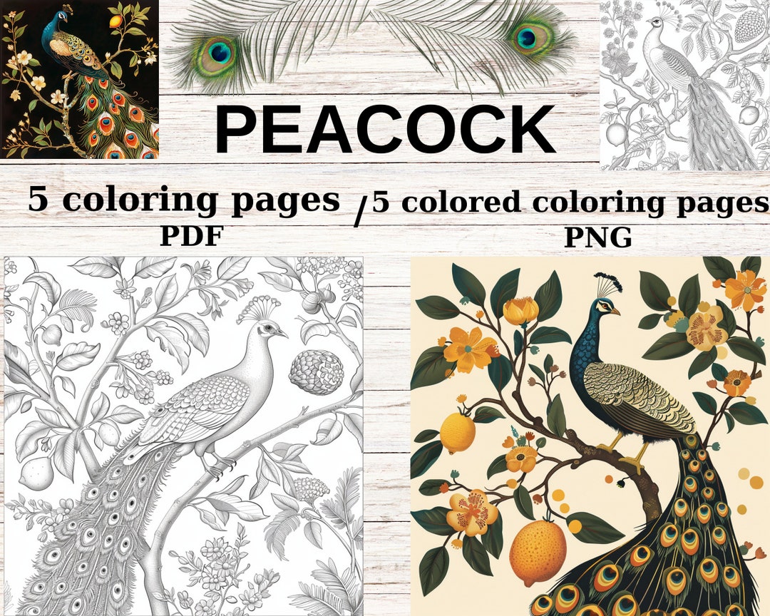 Peacock Grayscale Coloring Page Peacock Colored Coloring Pages Premium Grayscale Peacock