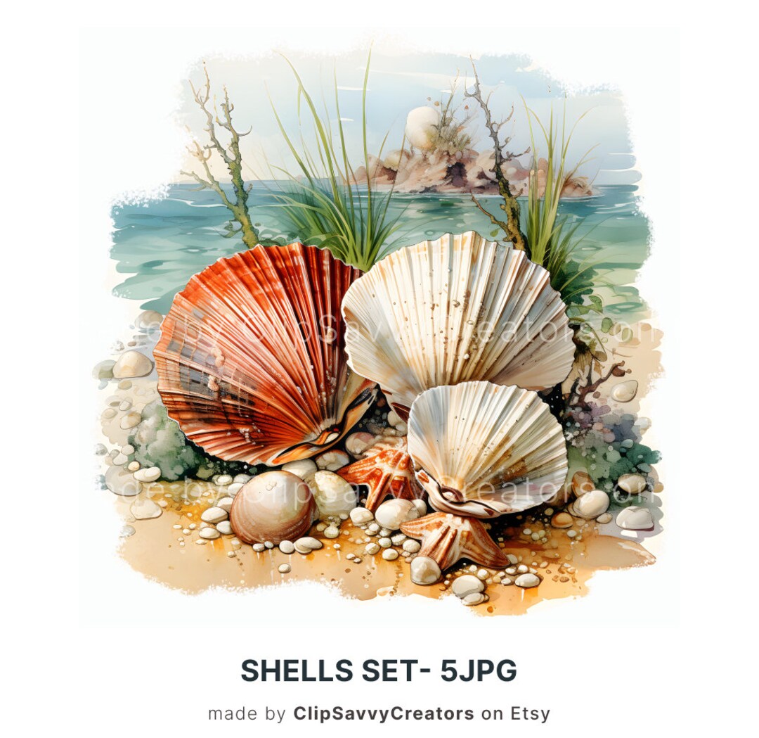Sea Shell Clipart, Seashell Clipart, 5 High Quality Jpgs, Watercolor ...