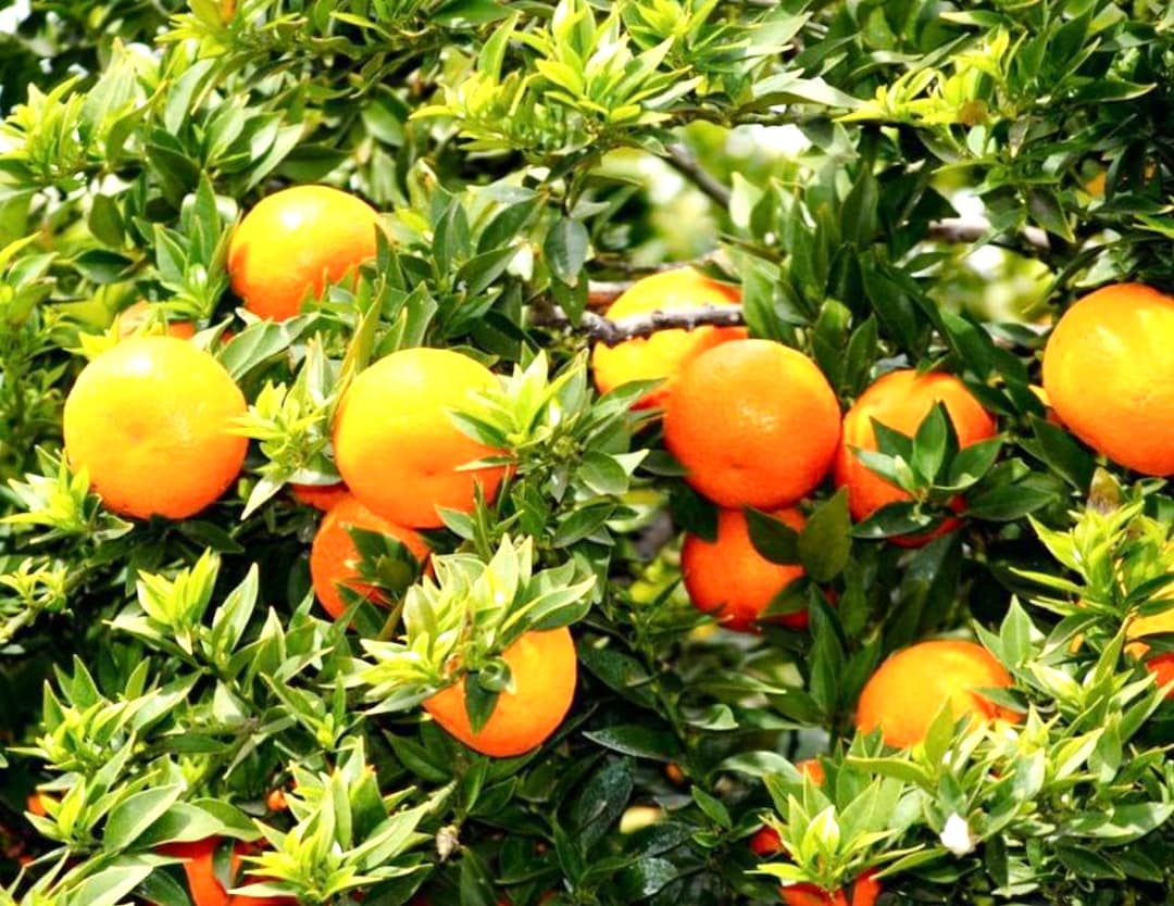 Nature in Cosmetics Bitter Orange Extract - Etsy