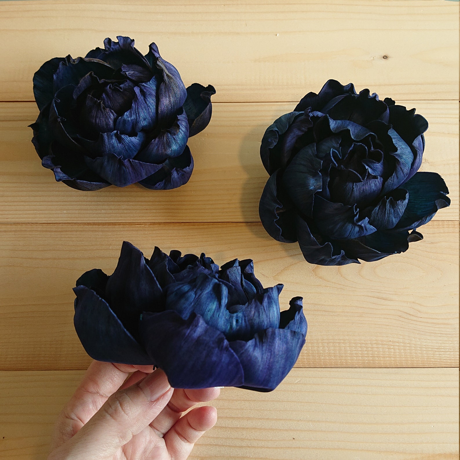 6 Peony Roses Sola Wood Diffuser Flowers 10cm Dia. Dyed in - Etsy