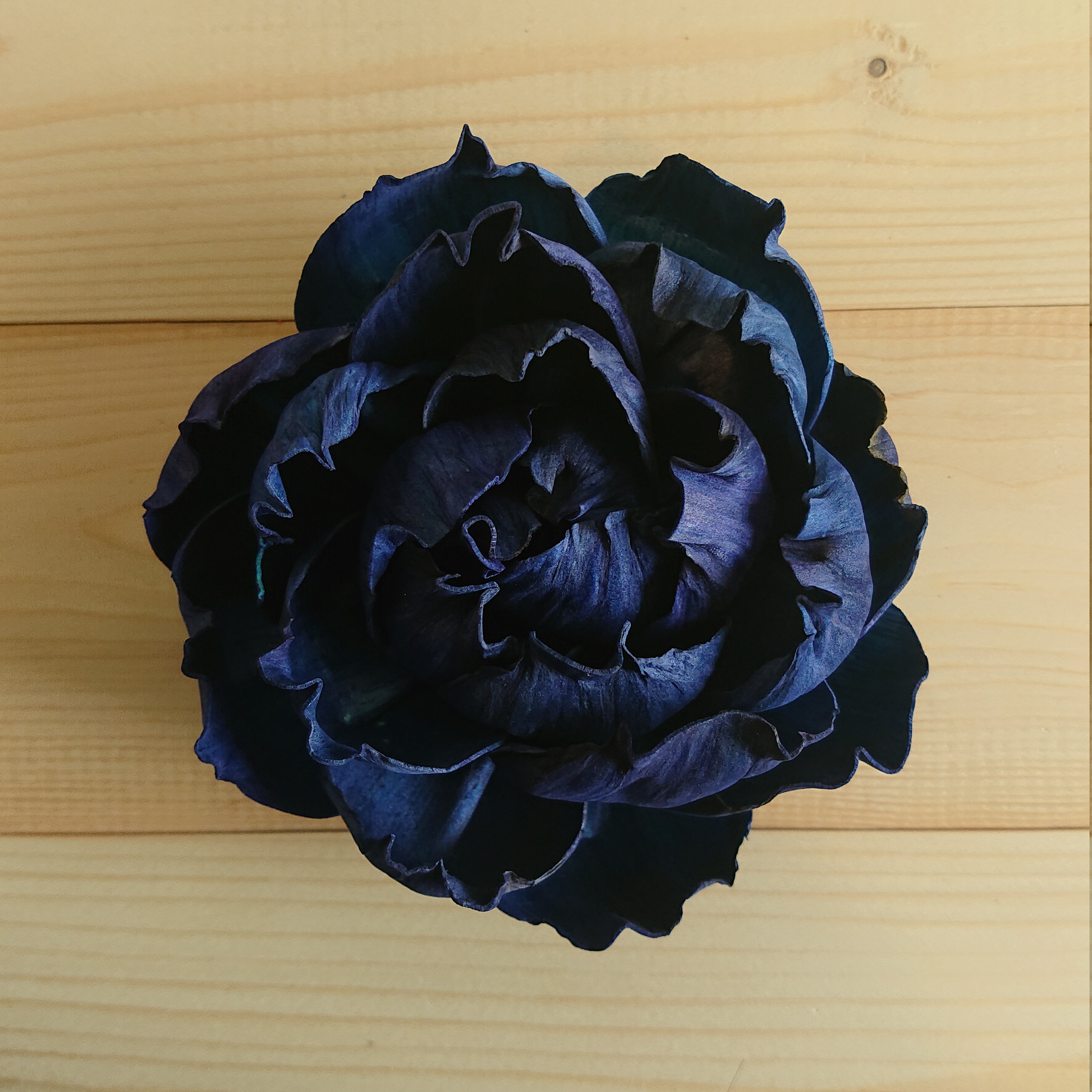 6 Peony Roses Sola Wood Diffuser Flowers 10cm Dia. Dyed in | Etsy