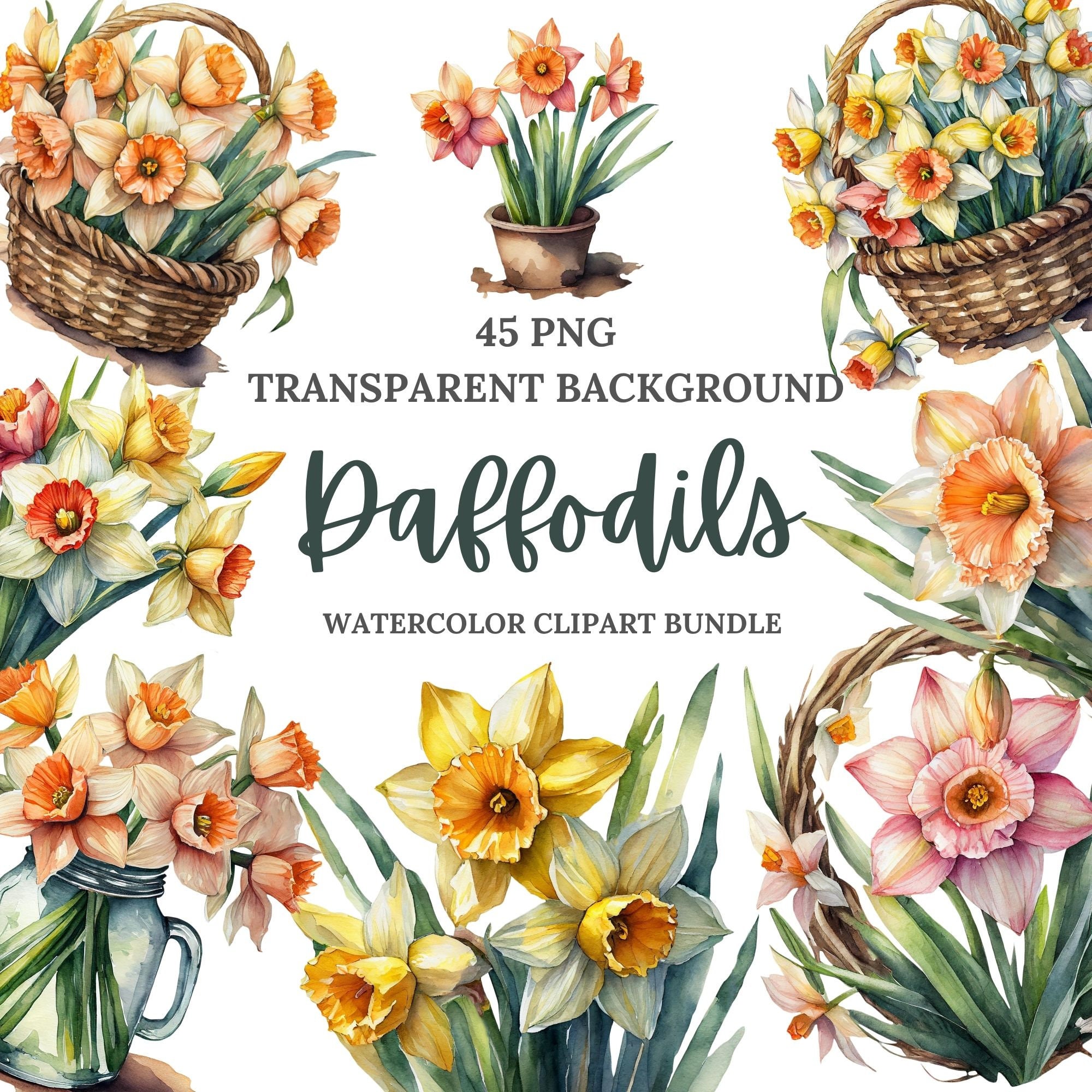 Watercolor Daffodil Clipart Bundle: Spring Floral PNG (commercial Use ...