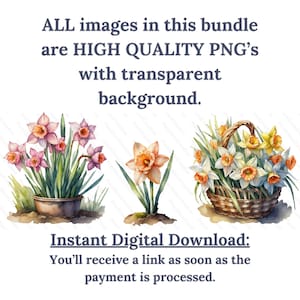 Watercolor Daffodil Clipart Bundle: Spring Floral PNG (commercial Use ...