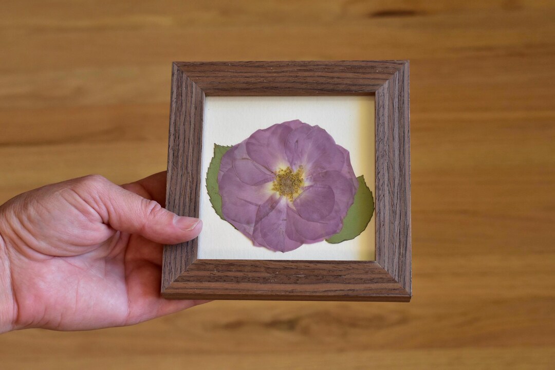 Rose Pressed Flower Gift - June Flower of the Month - Dried Flower Art ...