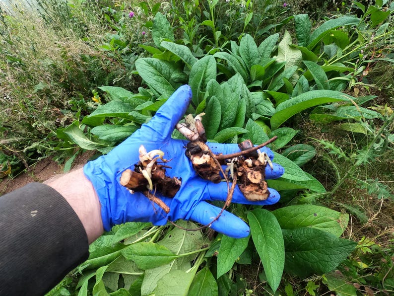 Bocking #4 Comfrey Plant Crown Cuttings: Fast Growing - Organic ...