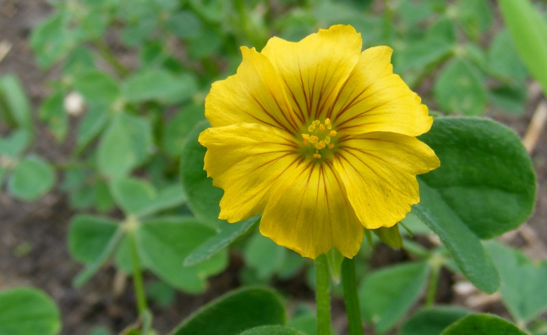 Oca Tuber Plants - Oxalis Tuberosa - New Zealand Yam - Young Plant ...