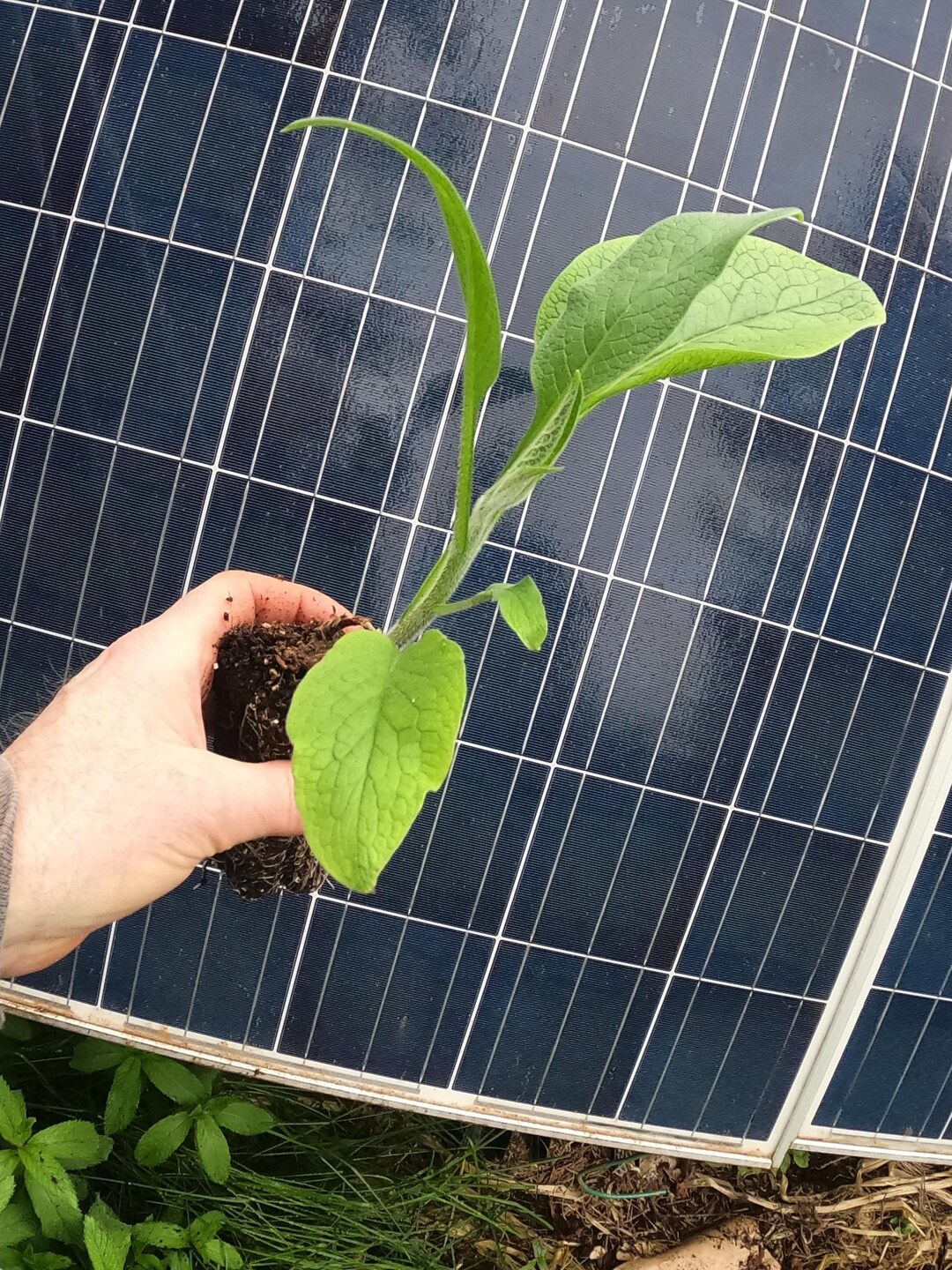 Live Comfrey Plant -bocking # 14 Cultivar - Comphrey - Knitbone - Etsy