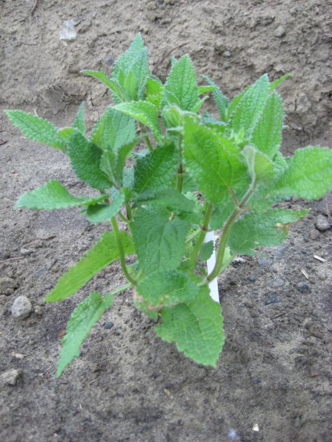 Crosnes Tubers - Stachys Affinis, the Chinese Artichoke, Crosne, or ...