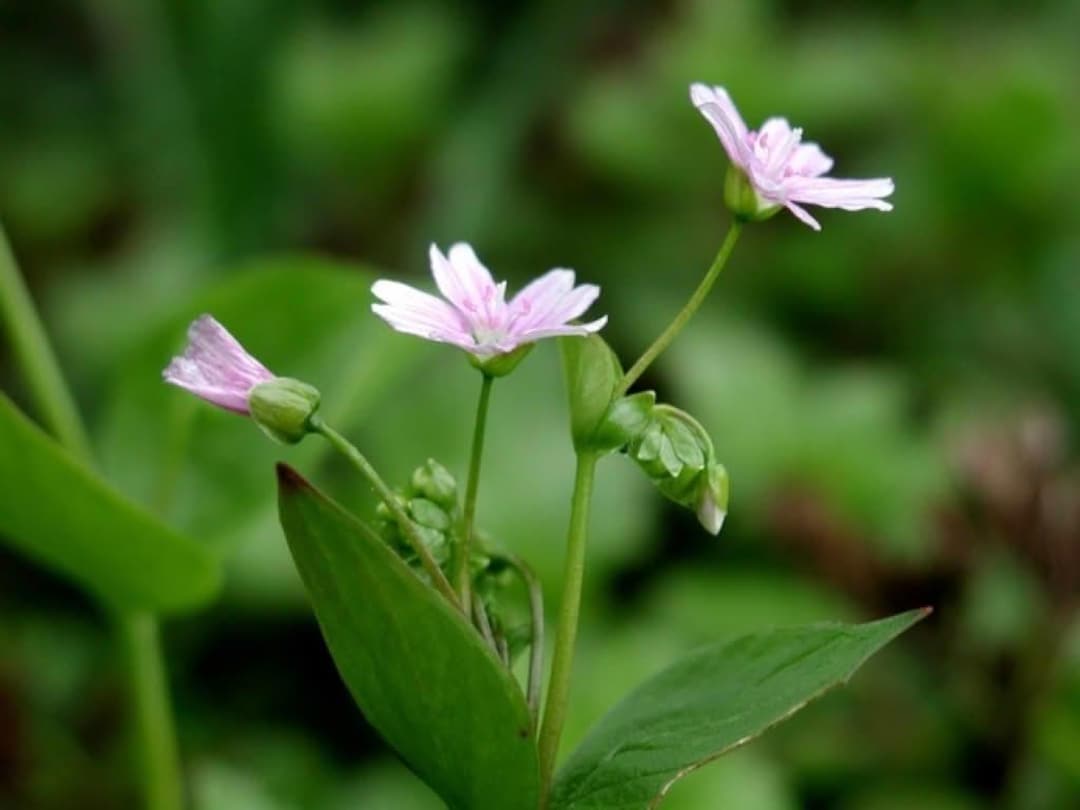 Siberian Miners Lettuce Plant - Claytonia Sibirica - AKA Candy Flower ...