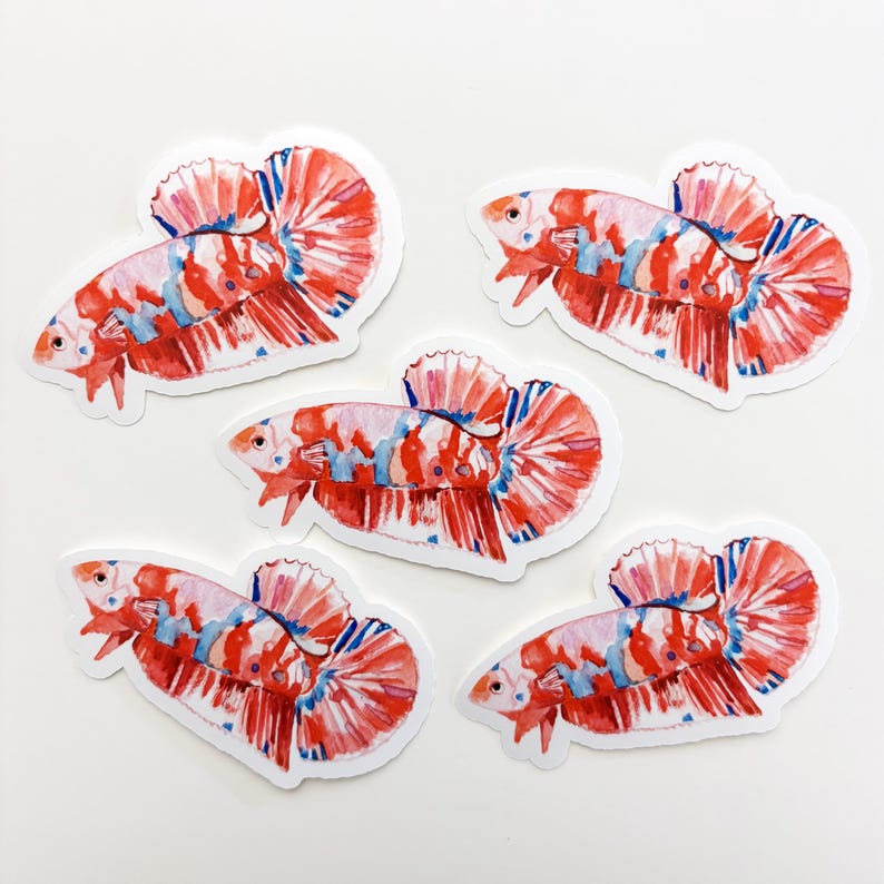Pink Koi Betta Fish Vinyl Sticker - Etsy