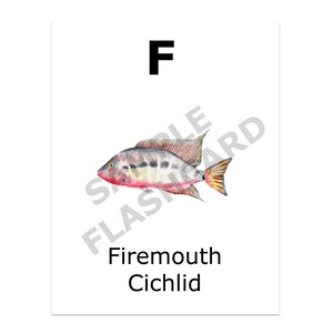 Freshwater Fish A–Z Alphabet Printable Flashcards | Digital Download - Etsy