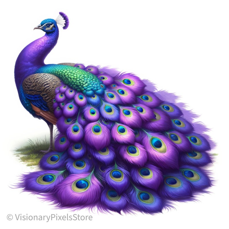 Lila pfau - Etsy.de