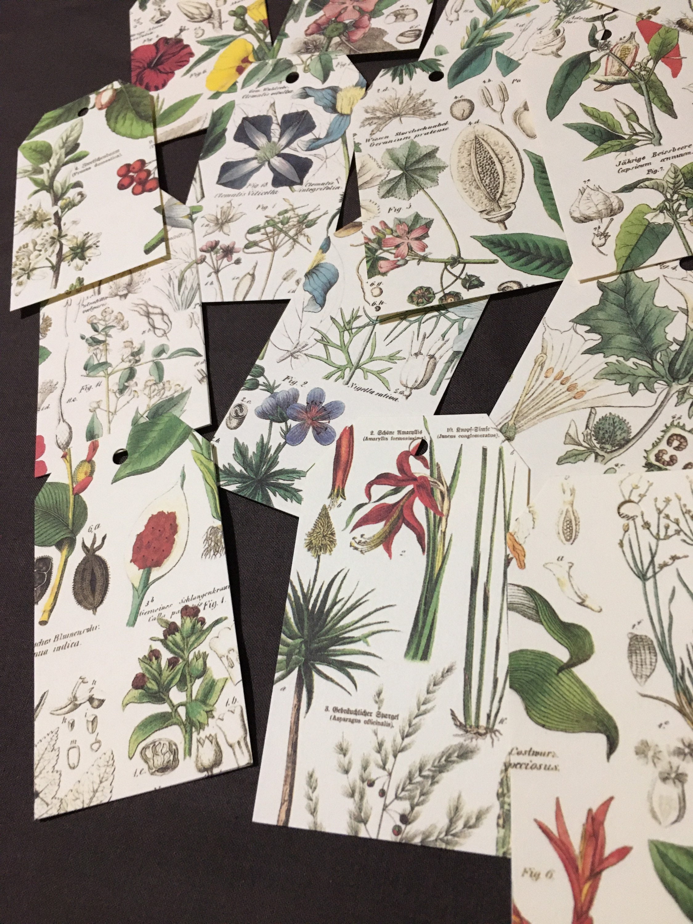 Botanical Print Tags 2 X 3-1/2. Set of 10 or 25 - Etsy