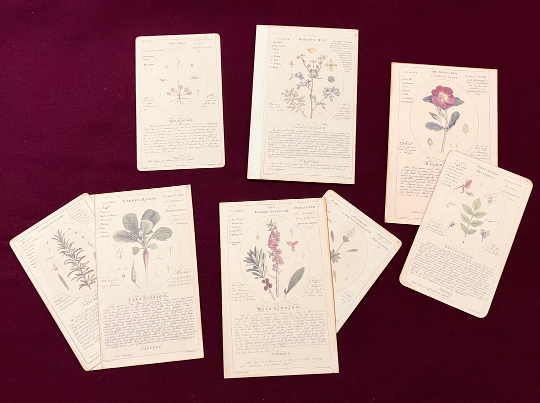 Botanical Pocket Card With Additional Journaling Card - A Botanist’s ...