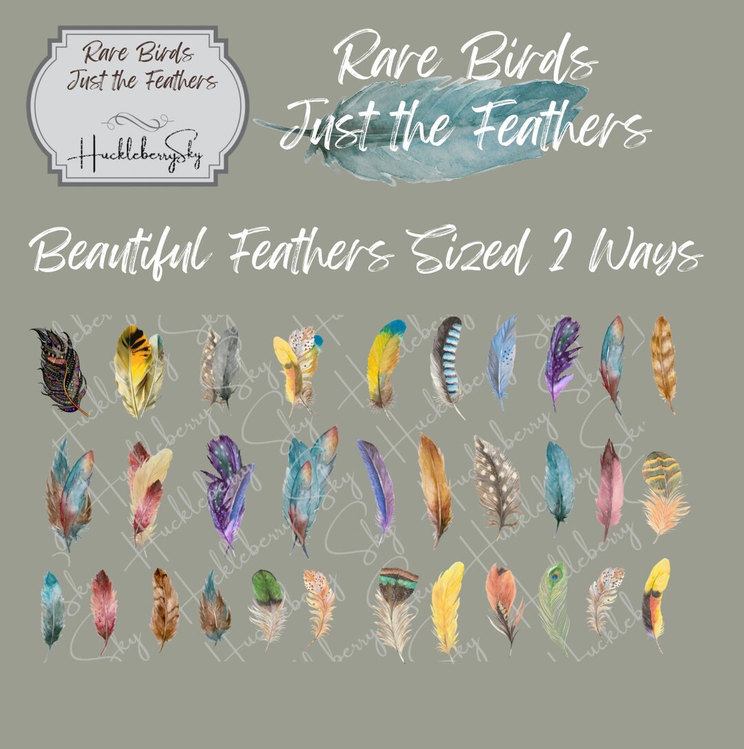 Rare Birds Just the Feathers, Beautiful Feathers - Etsy