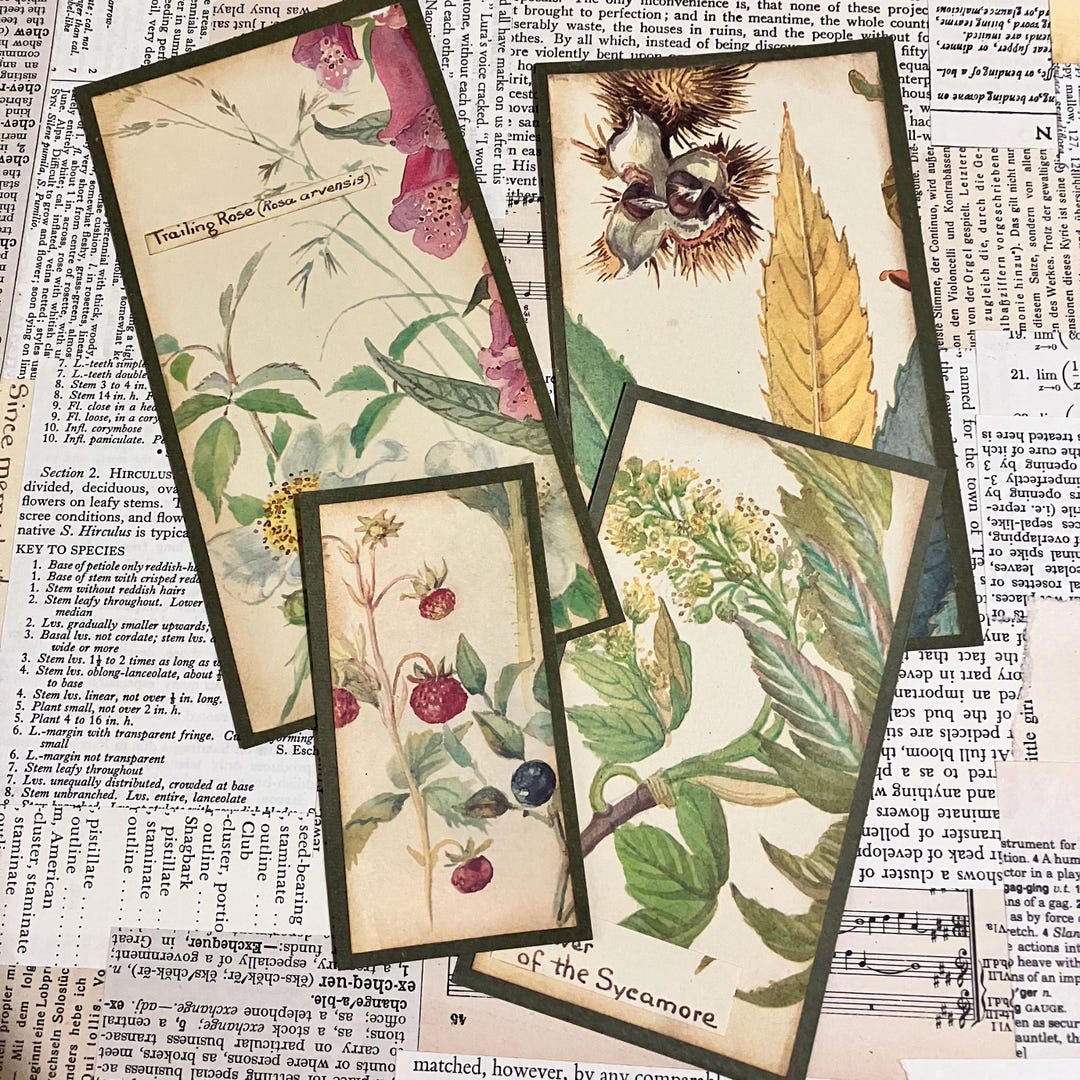 Edith Holden Journal Cards - Etsy