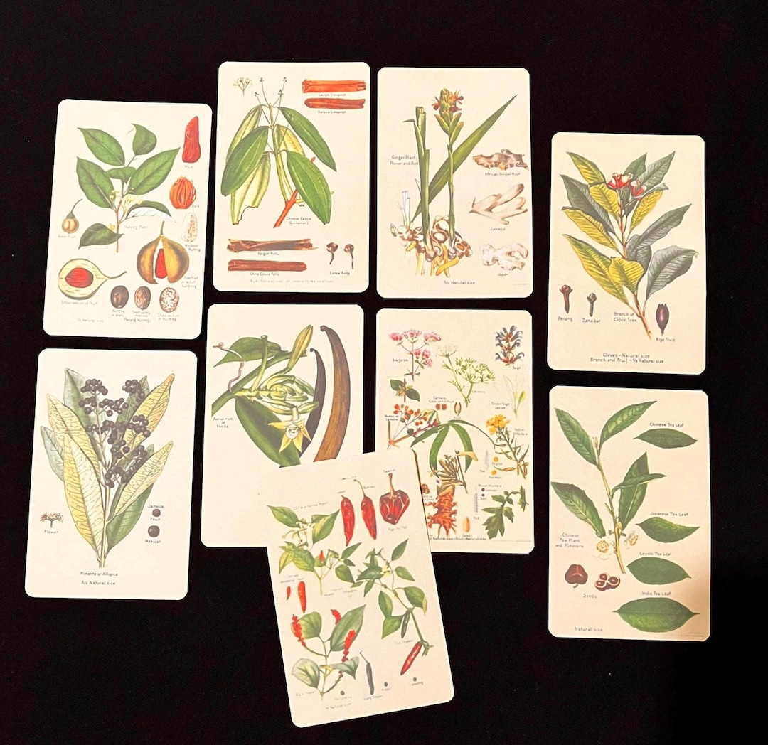 Herb & Spice Cards in 2 Sizes - Etsy
