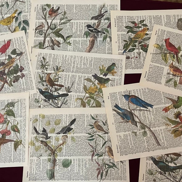 Bird Dictionary Art - Etsy