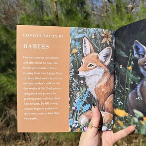 Little Coyote | Wildlife in Bloom Series Picture Book Children Magical ...